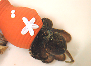 AiCephLab: Octopus Aquaculture Development