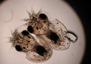 AiCephLab: Octopus Aquaculture Development