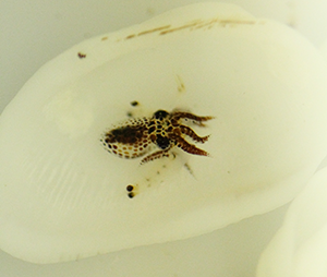 AiCephLab: Octopus Aquaculture Development